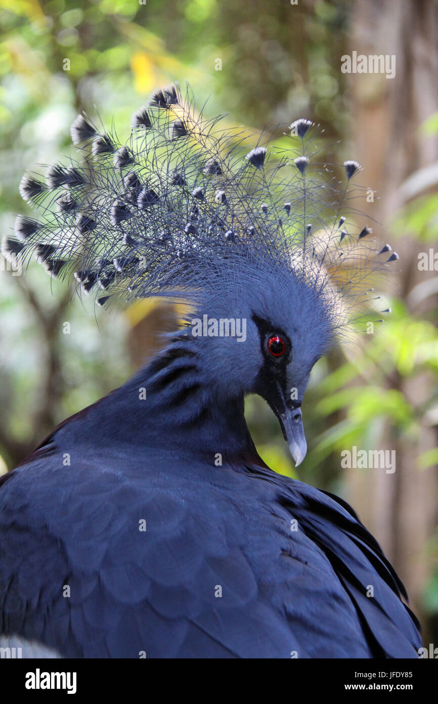 Victoria Crowned Pigeon (Goura Victoria Stock Photo - Alamy