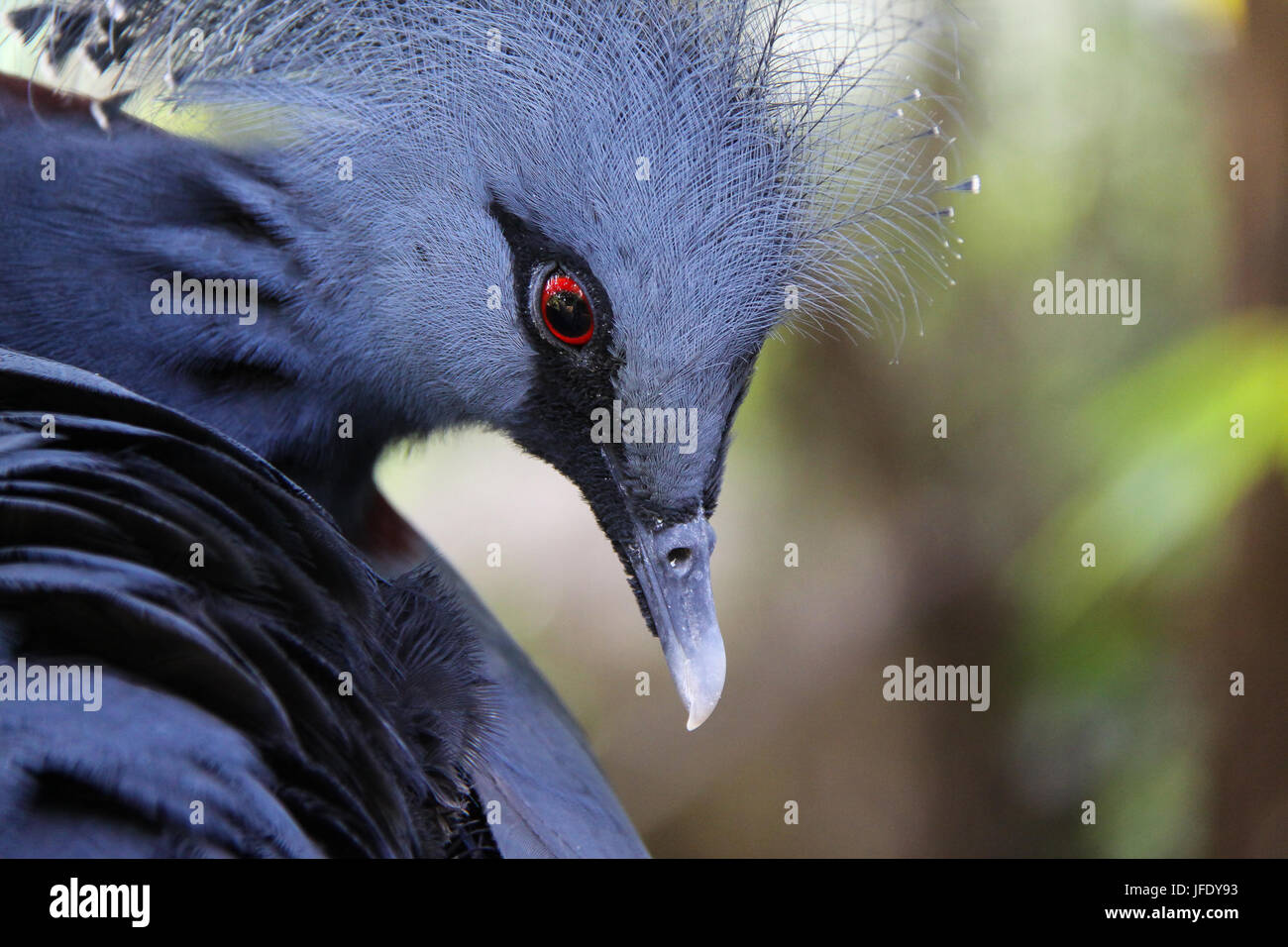 Victoria Crowned Pigeon (Goura Victoria Stock Photo - Alamy