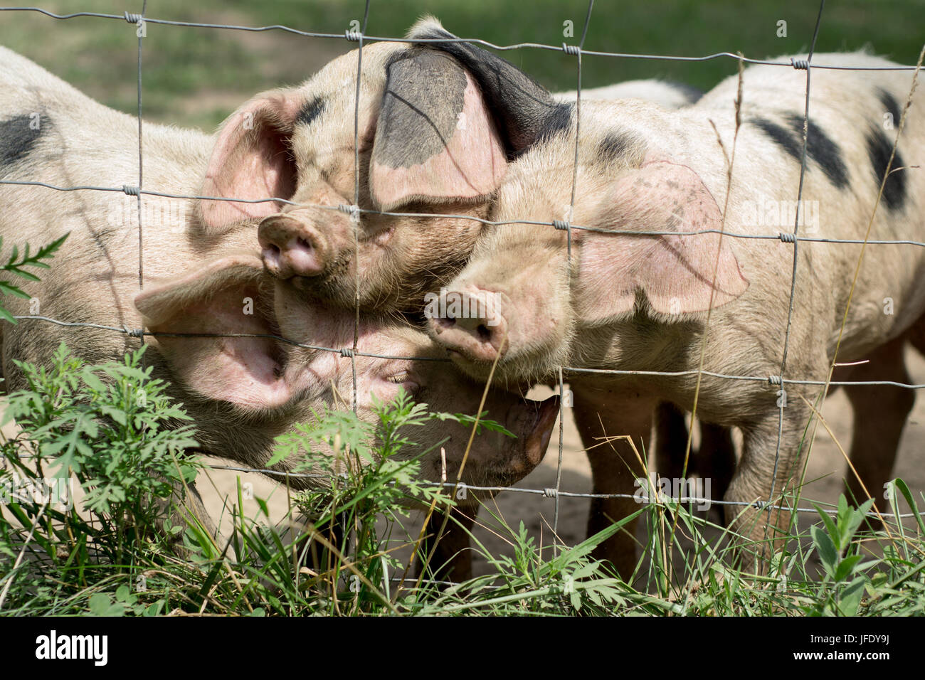 Three Little Pigs Stock Photo - Alamy