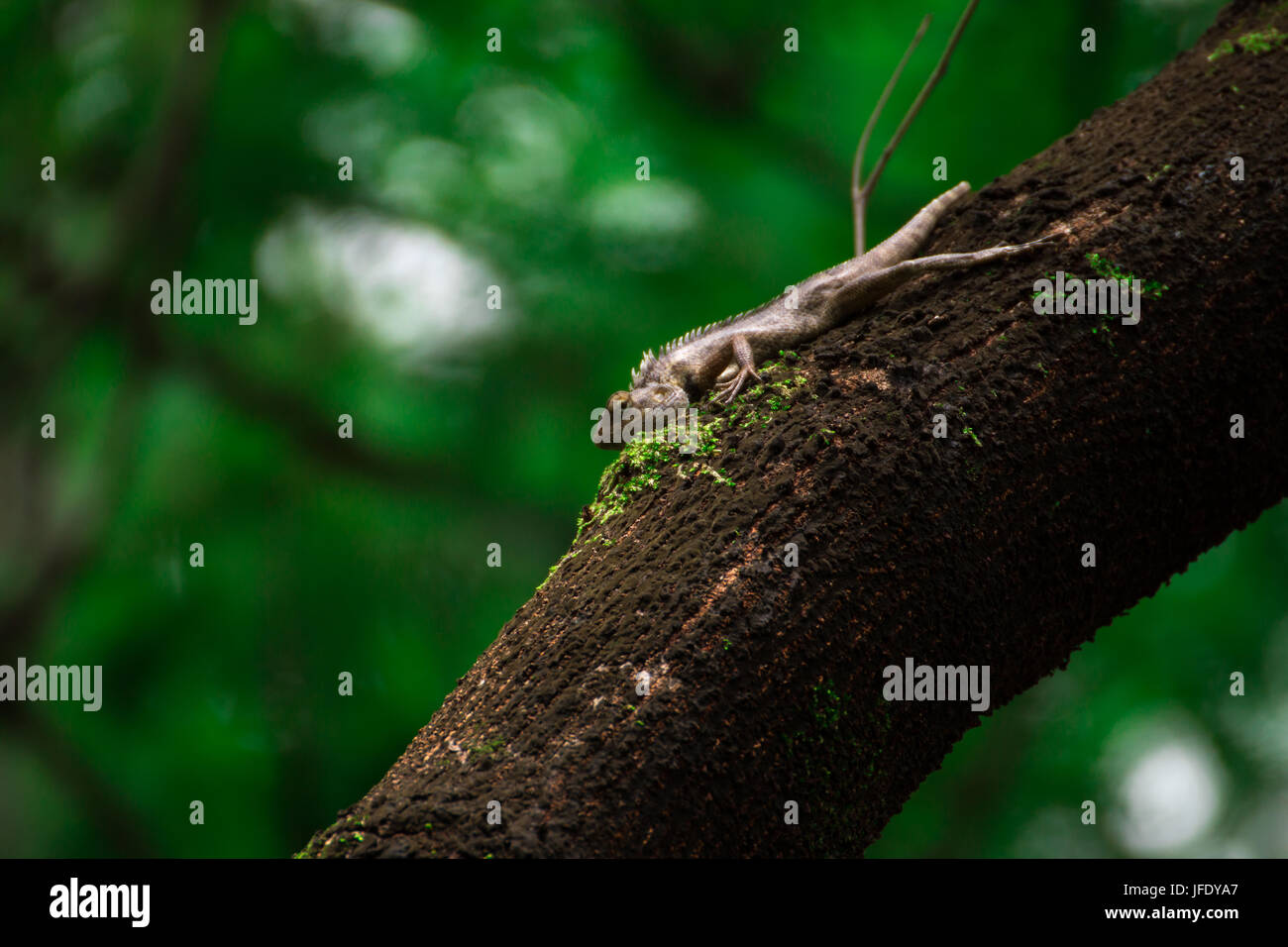 Chameleon - Girgit Stock Photo - Alamy