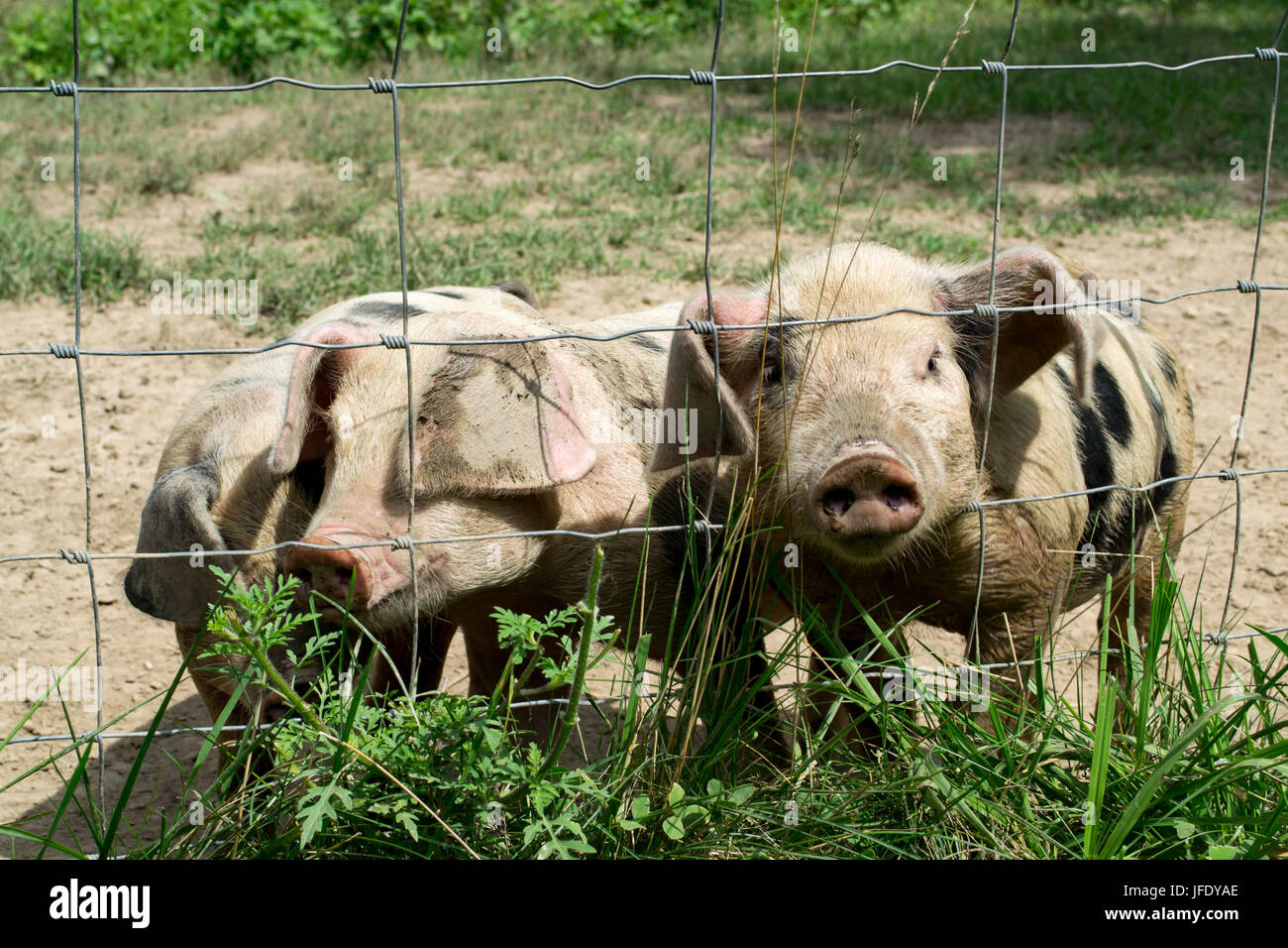 Three Little Pigs Stock Photo - Alamy