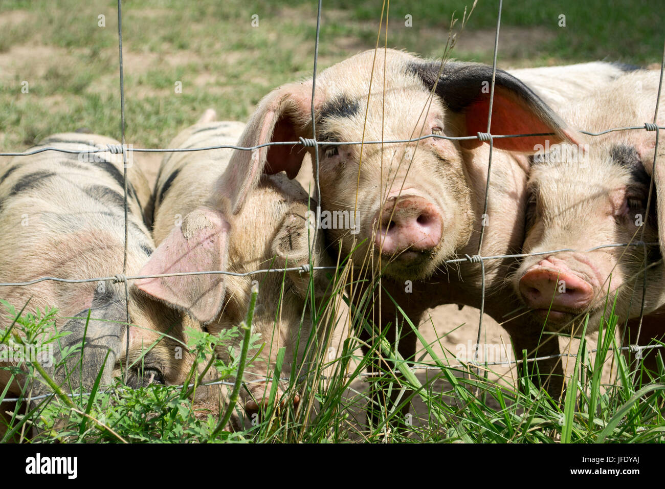 Happy Little Pigs Stock Photo - Alamy