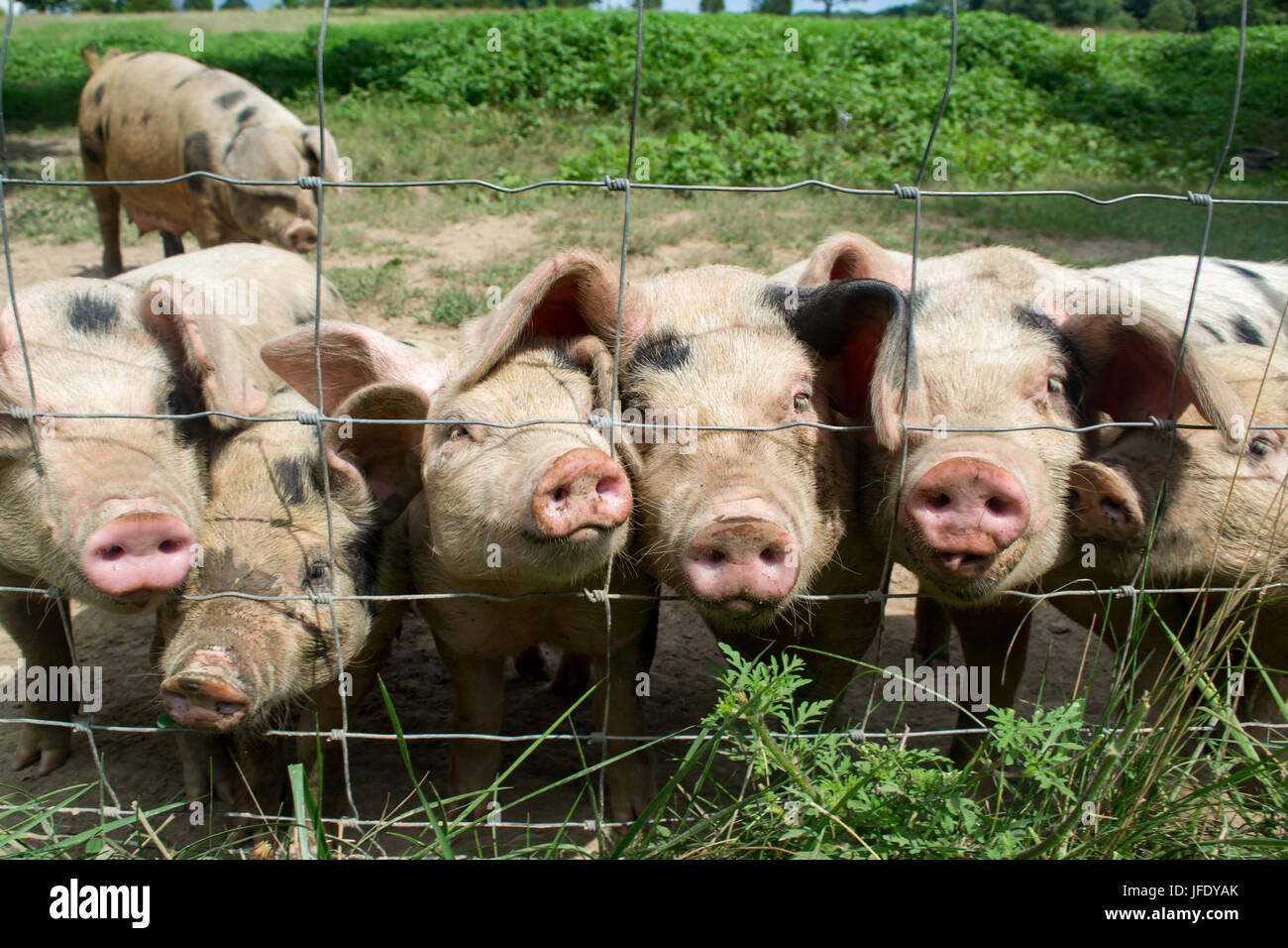 Happy Little Pigs Stock Photo - Alamy