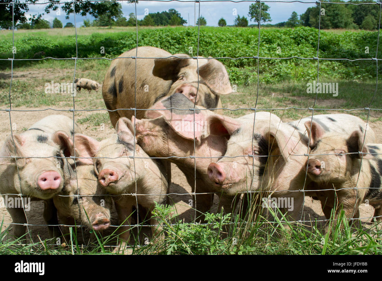 Happy Little Pigs Stock Photo - Alamy