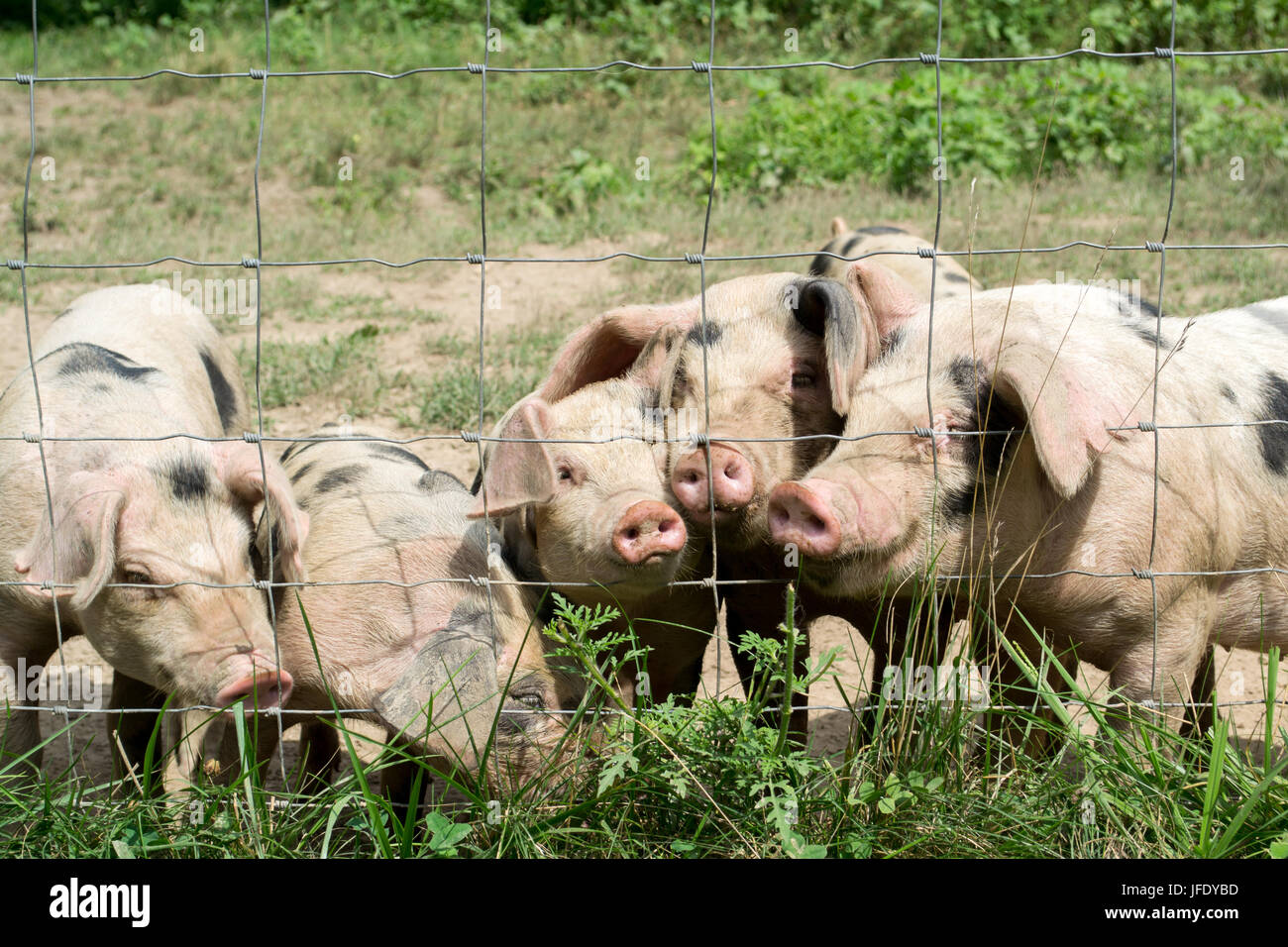 Happy piggies hi-res stock photography and images - Alamy