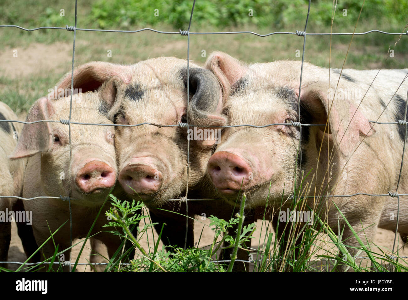 Happy Little Pigs Stock Photo - Alamy