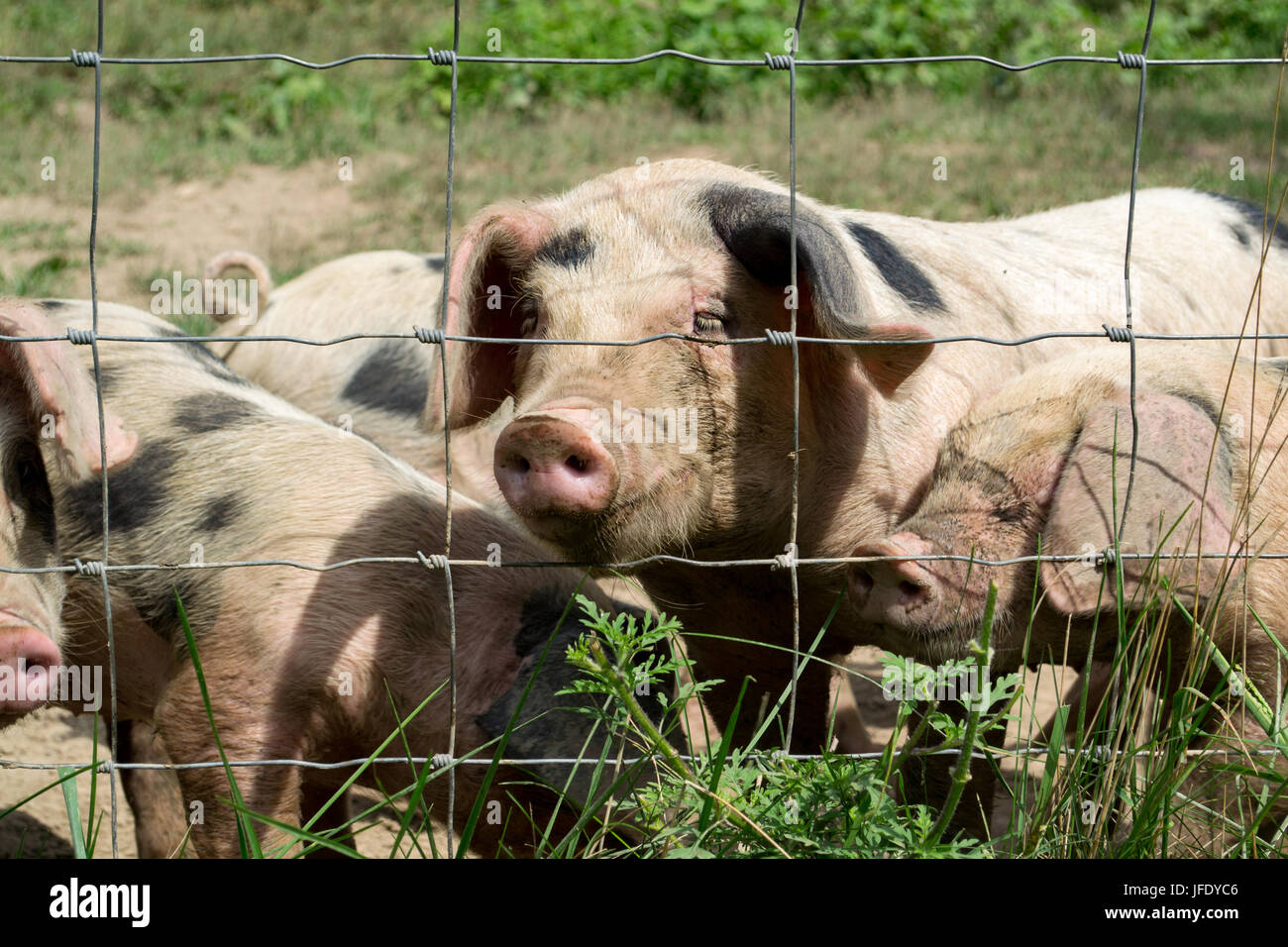Happy Little Pigs Stock Photo - Alamy