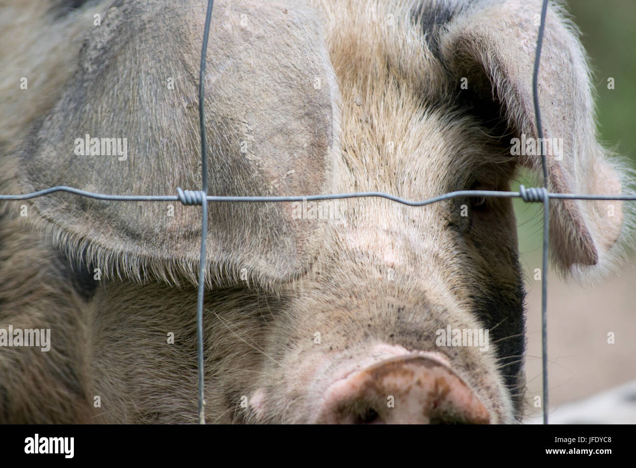 Little Piggies High Resolution Stock Photography and Images - Alamy