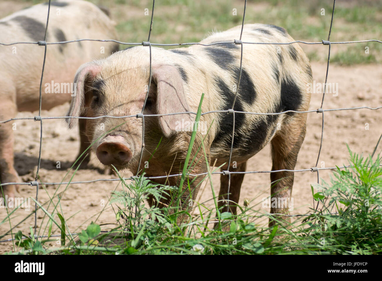 Little pig hi-res stock photography and images - Alamy