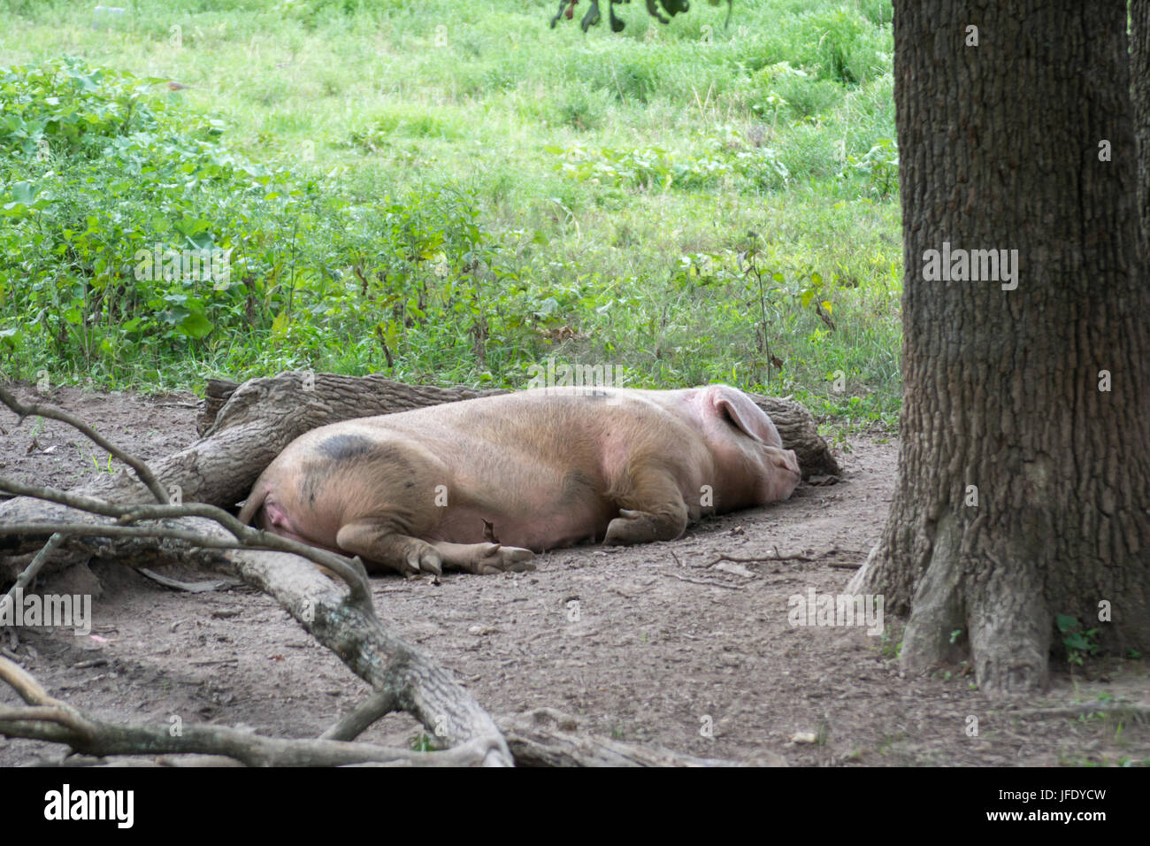 Relaxing pig hi-res stock photography and images - Alamy