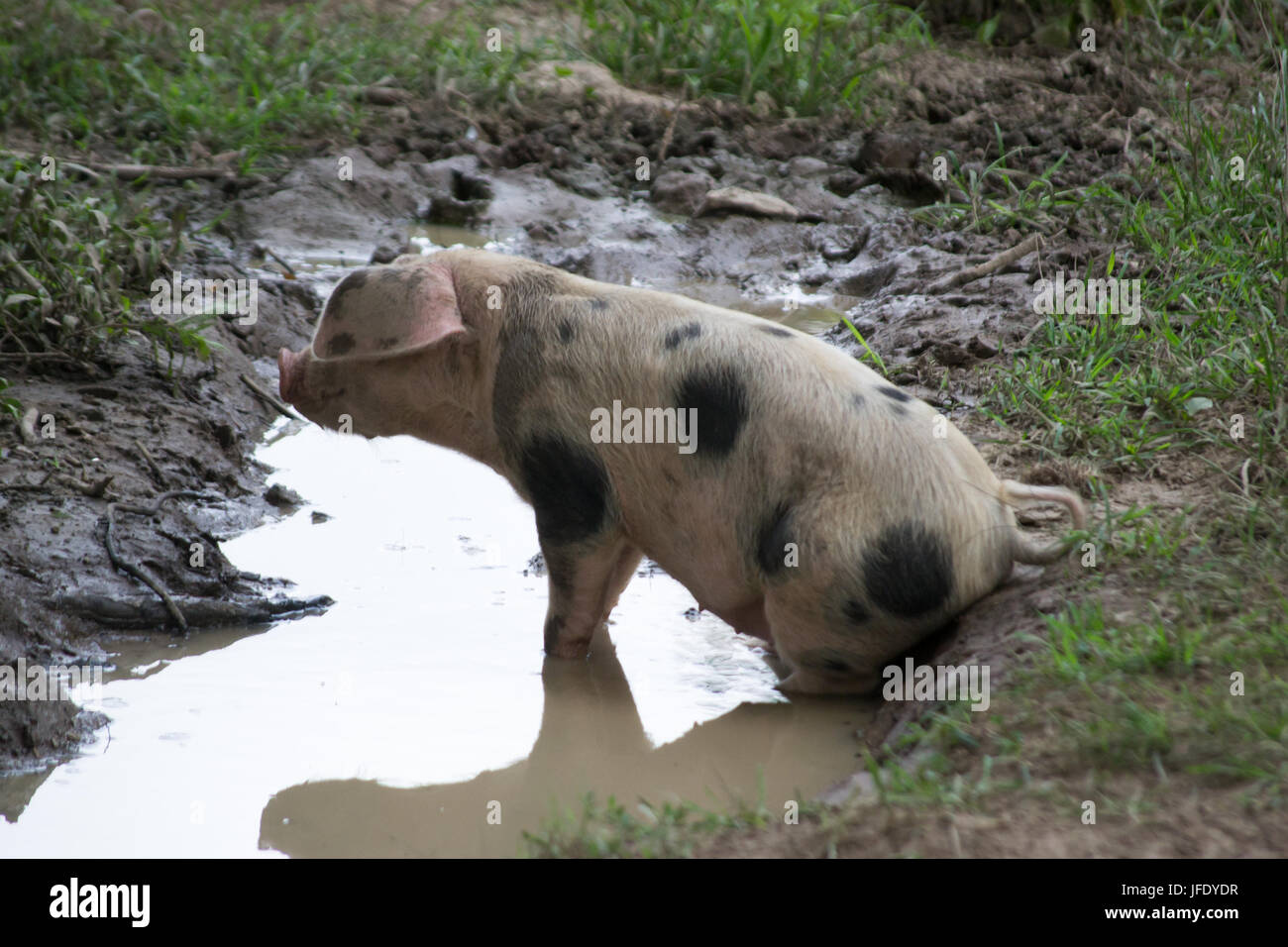 Pig in a Mud Puddle Stock Photo - Alamy