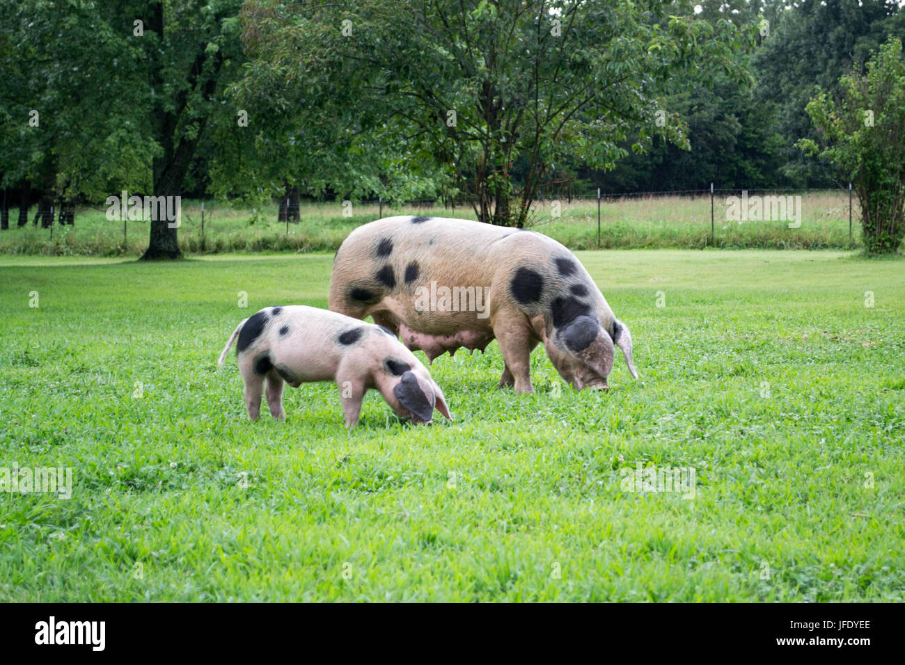Livestock pig and mother pig hi-res stock photography and images - Alamy