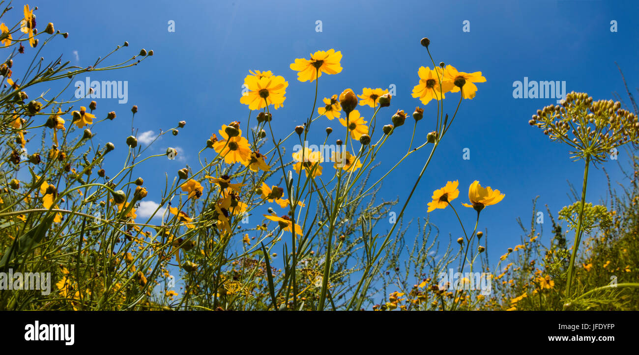 Yellow Florida Tickseed (Coreopsis floridana) in bloom in Myakka River ...
