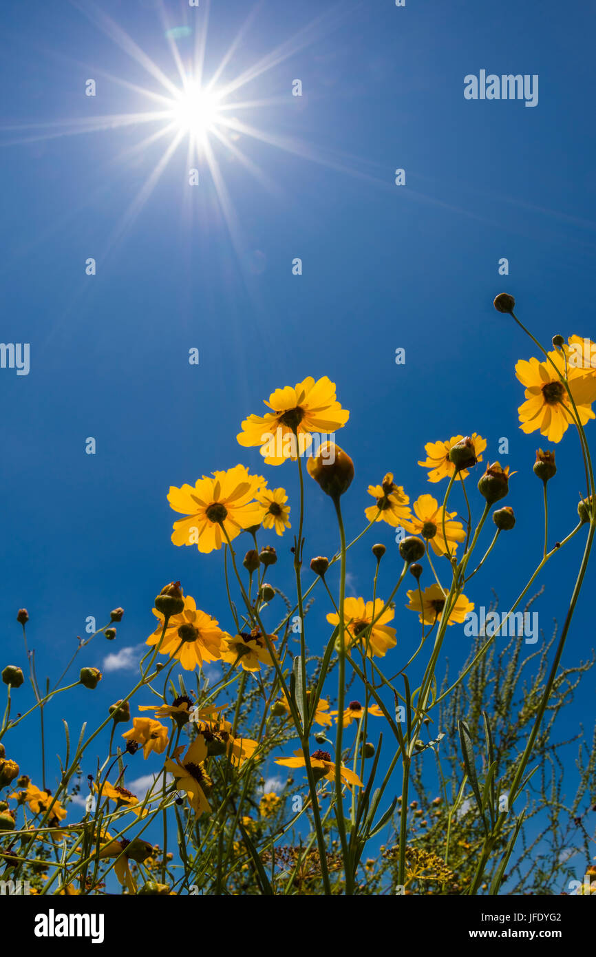 Coreopsis sunburst hi-res stock photography and images - Alamy