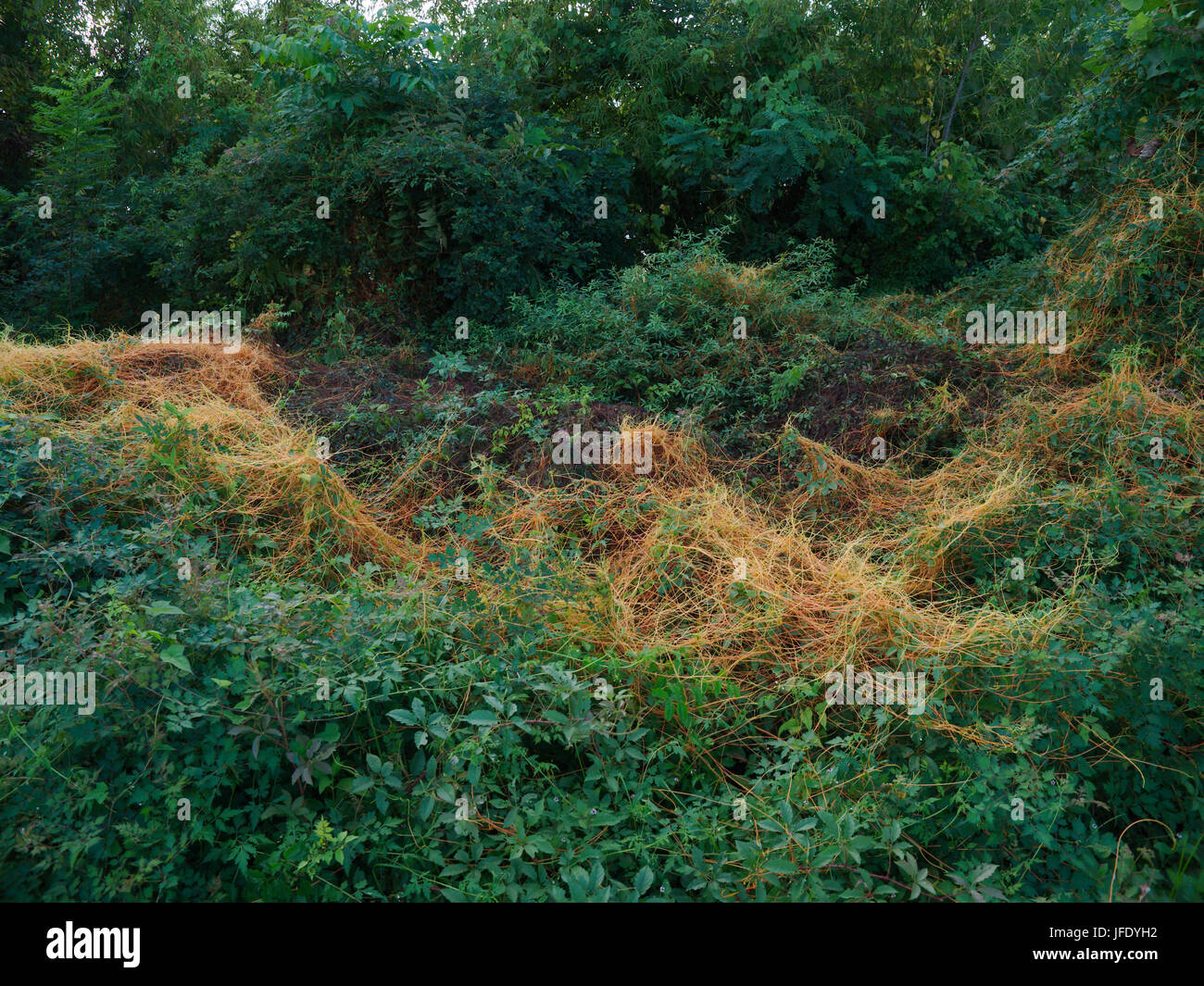Natural green wall background Stock Photo - Alamy