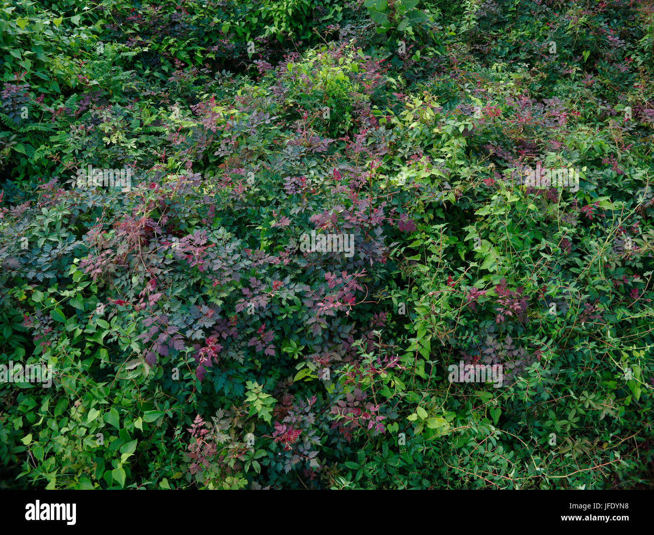 Natural green wall background Stock Photo - Alamy