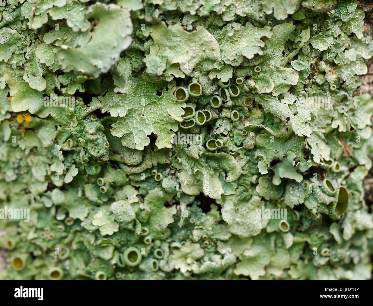Green lichen background Stock Photo - Alamy