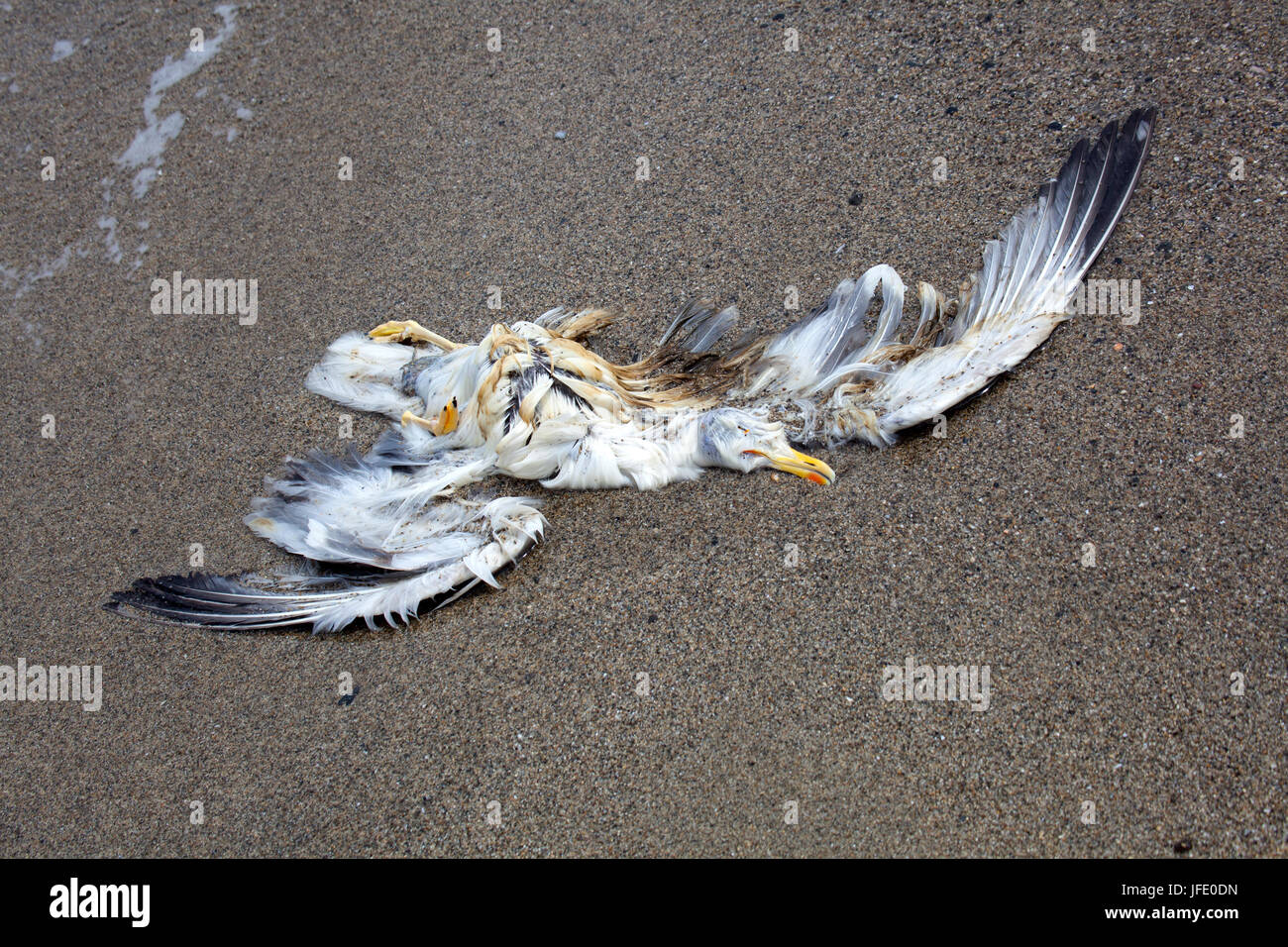 Seagull beach mortality hi-res stock photography and images - Alamy