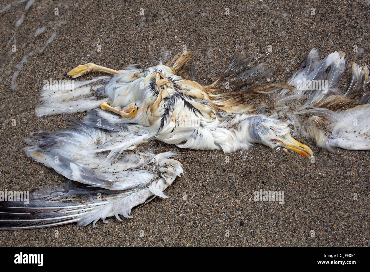 Dead seagull hi-res stock photography and images - Alamy