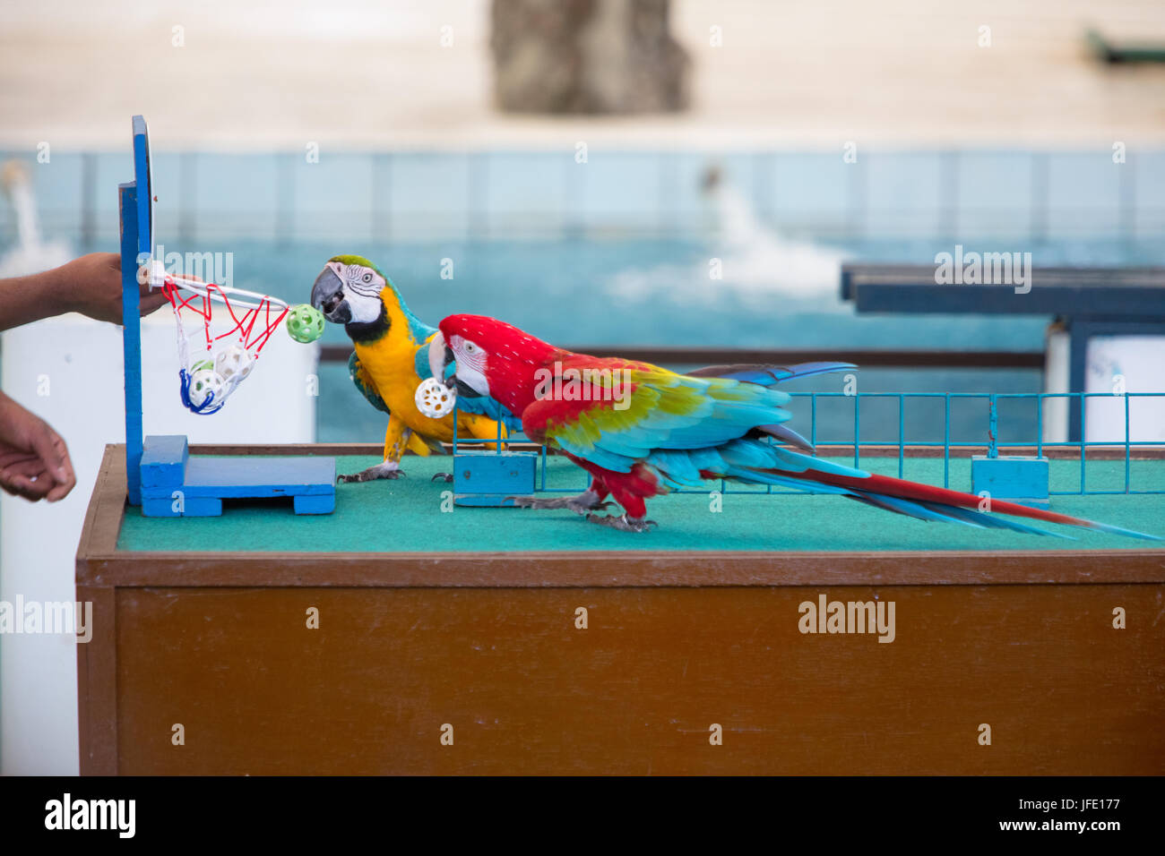 Circus shows of parrots playing balls at outdoor park Stock Photo - Alamy