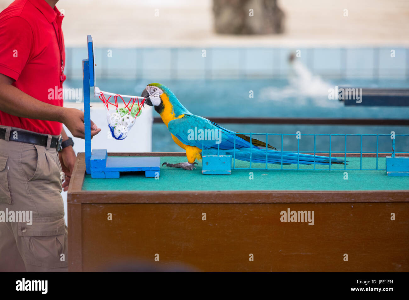 Circus shows of parrots playing balls at outdoor park Stock Photo - Alamy
