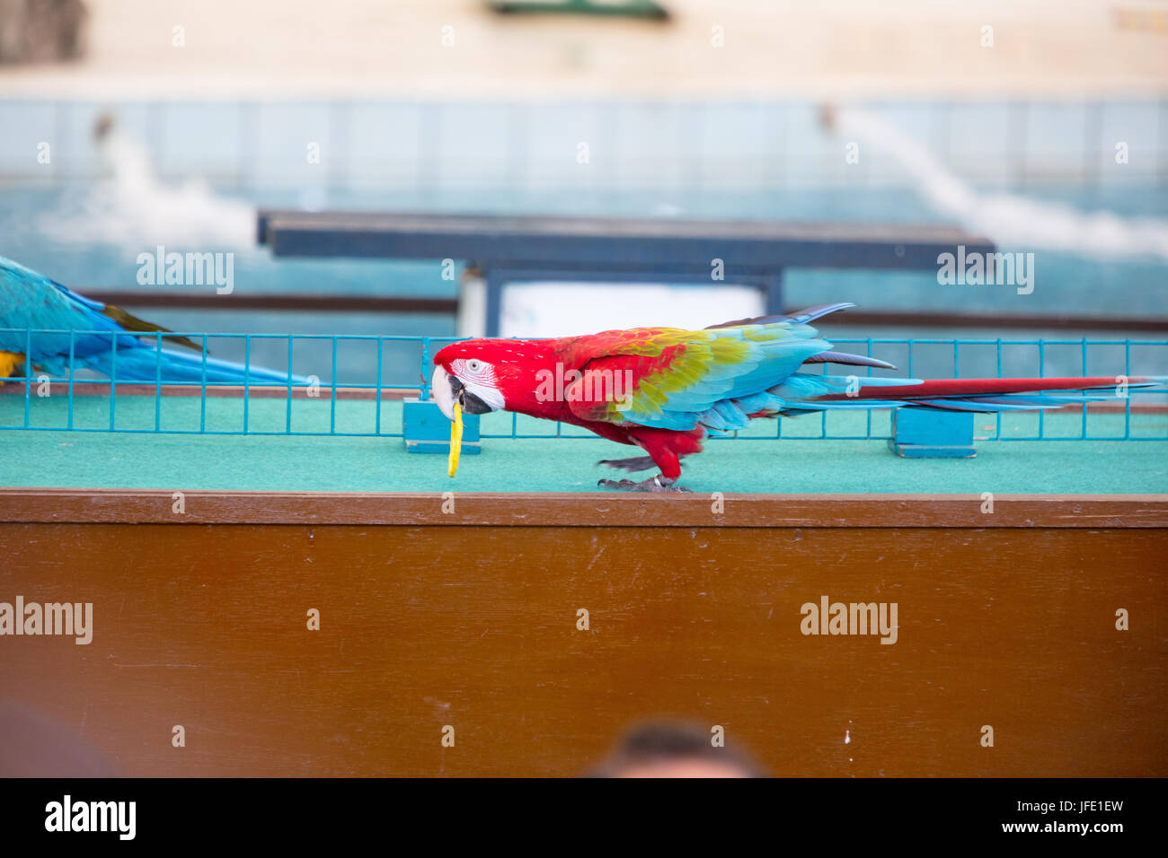 Circus shows of parrots playing rings at outdoor park Stock Photo - Alamy