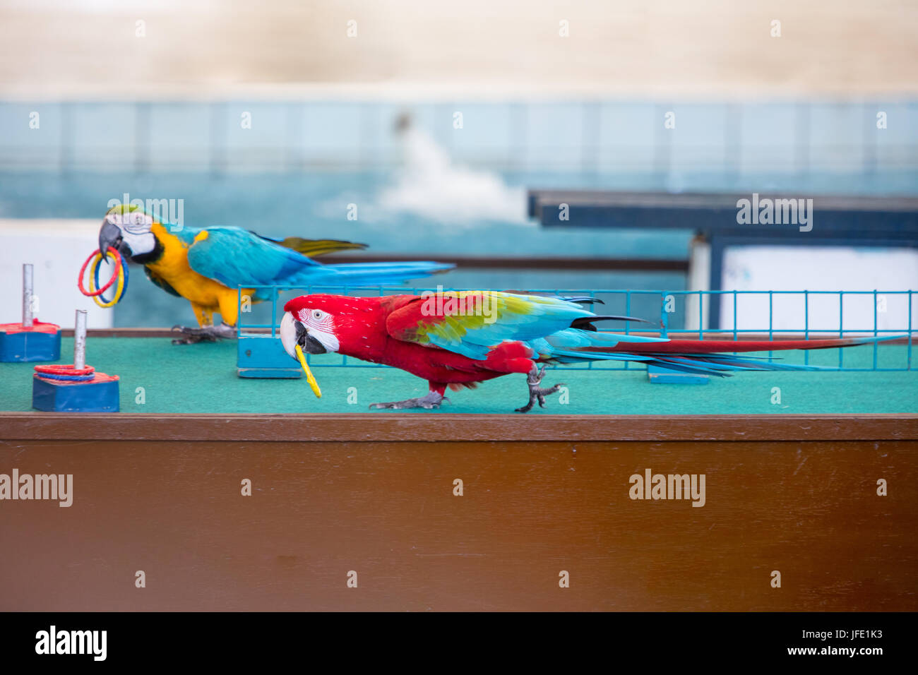 Circus shows of parrots playing rings at outdoor park Stock Photo - Alamy