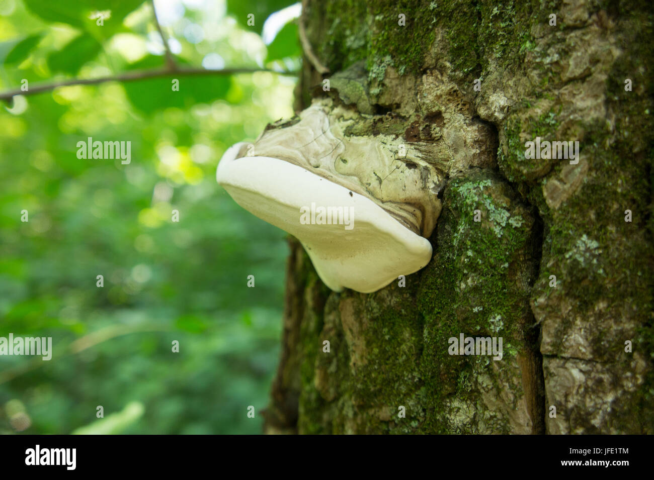 Fungus on tree trunk hi-res stock photography and images - Alamy