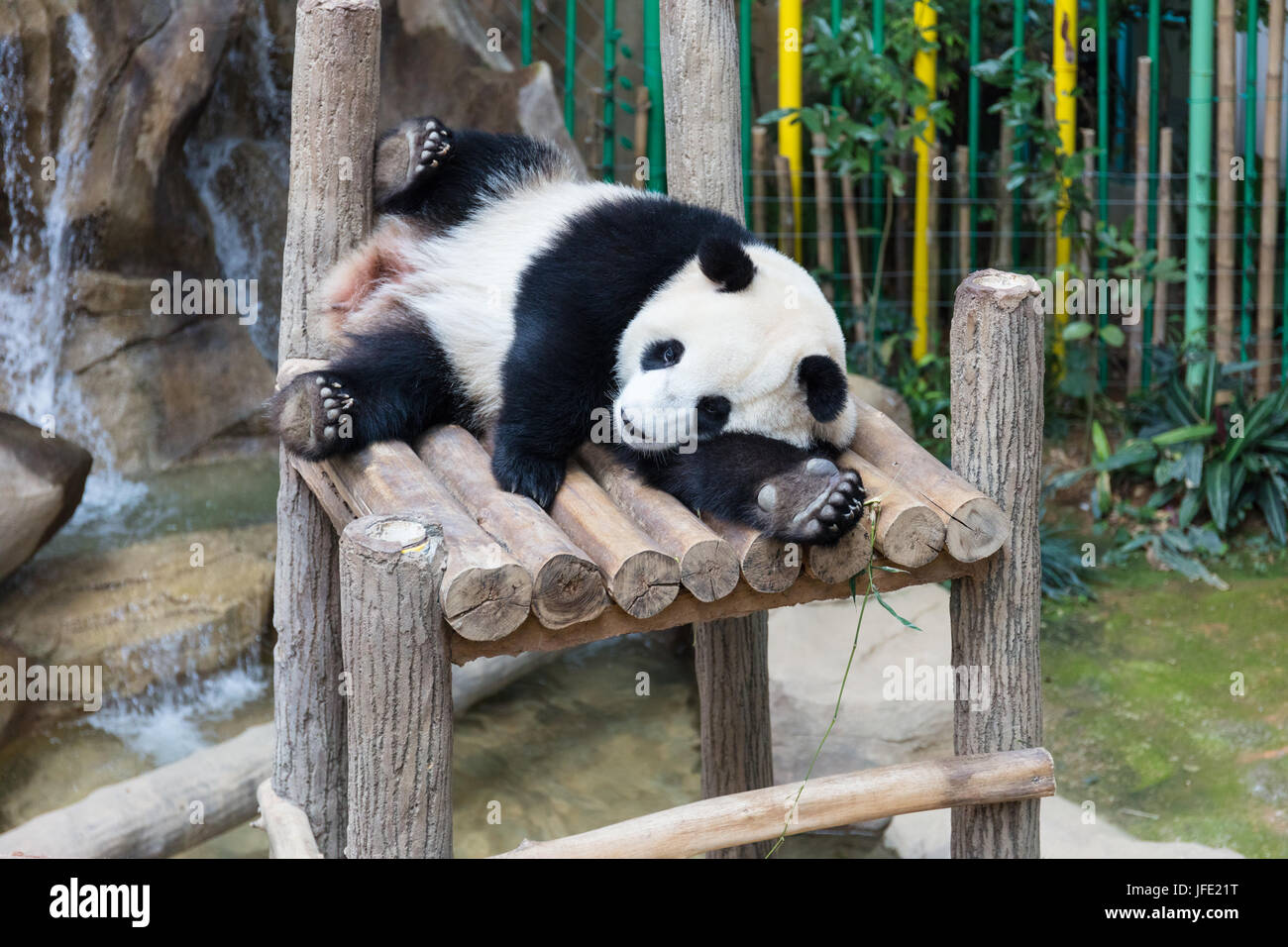 Giant Panda sleeping on wooden platform at the zoo Stock Photo - Alamy