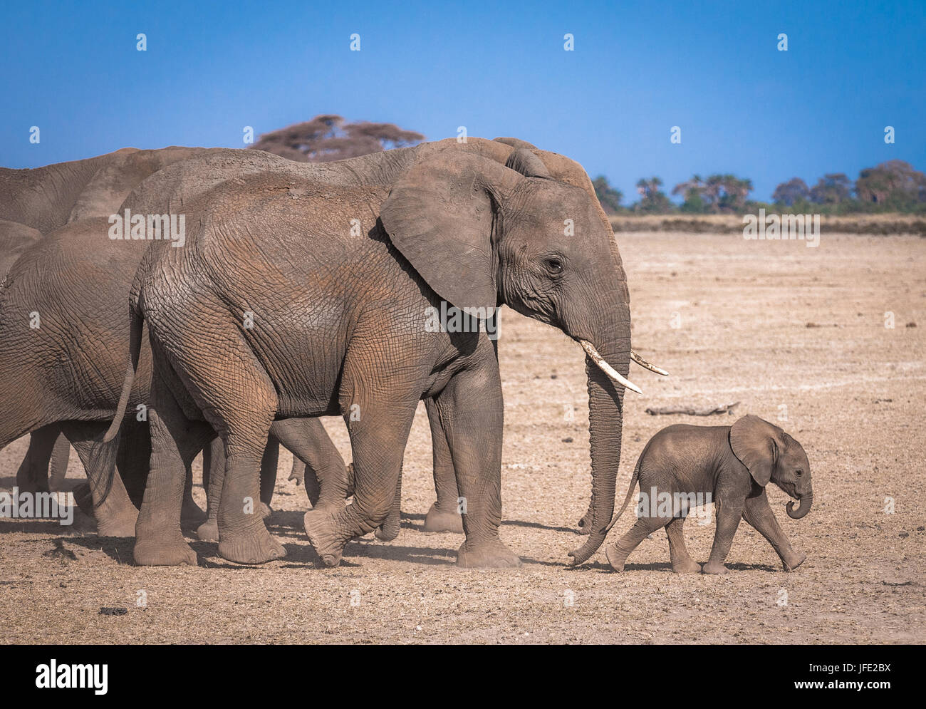 Flock of elephants hi-res stock photography and images - Alamy