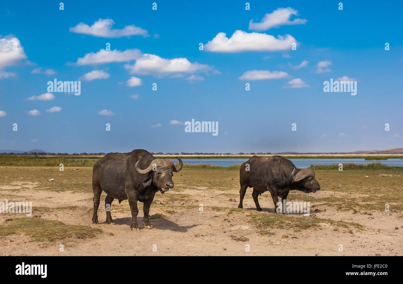 Buffaloes hi-res stock photography and images - Alamy