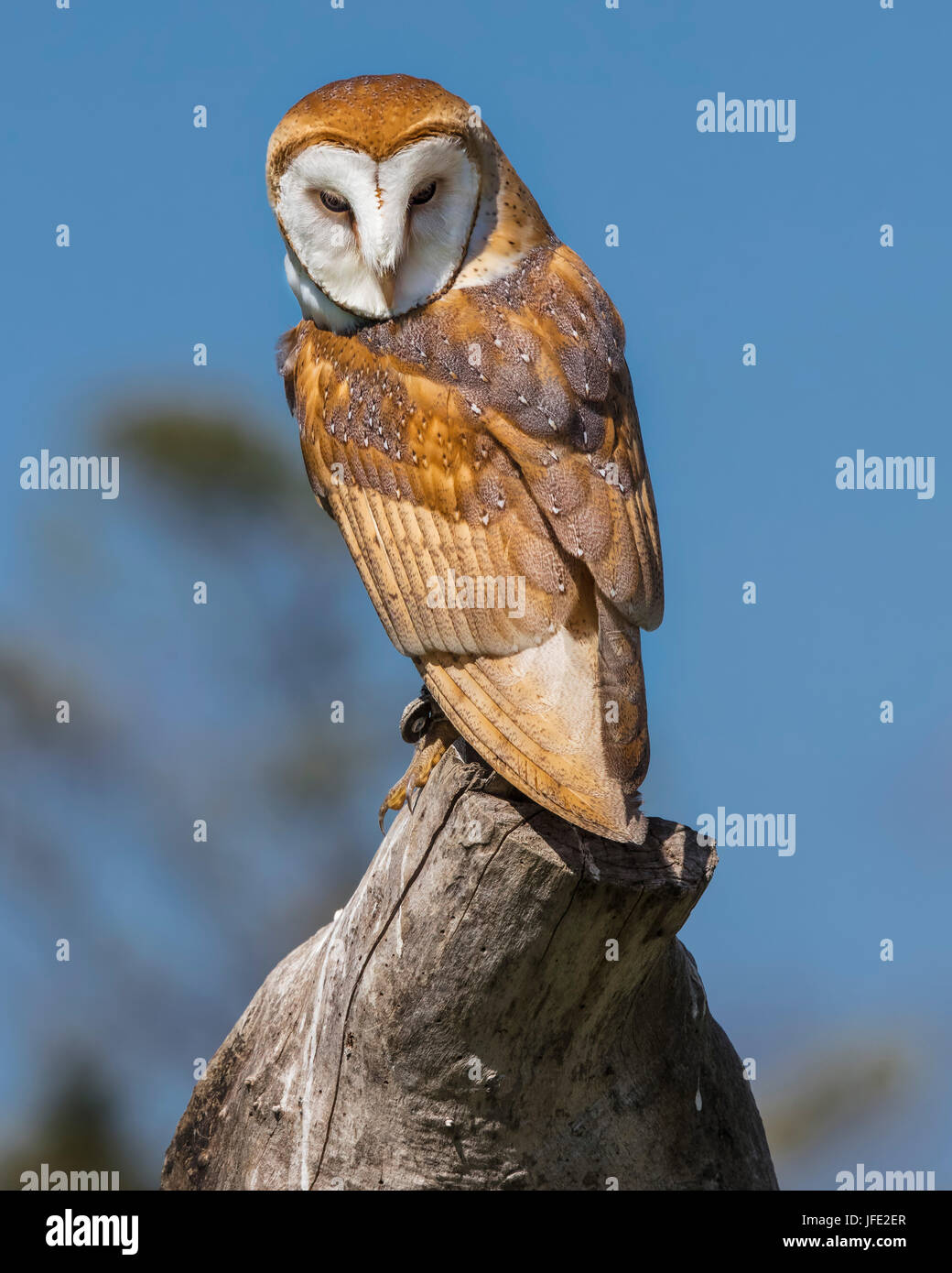 Baby barn owl hi-res stock photography and images - Alamy