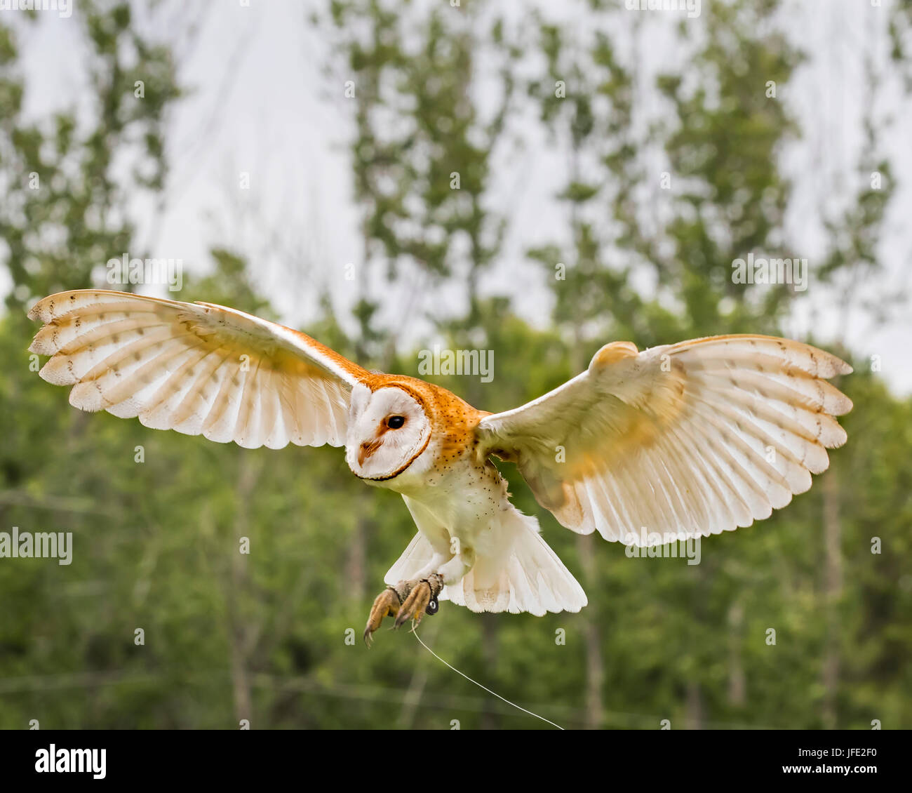 Baby barn owl learning to fly Stock Photo - Alamy