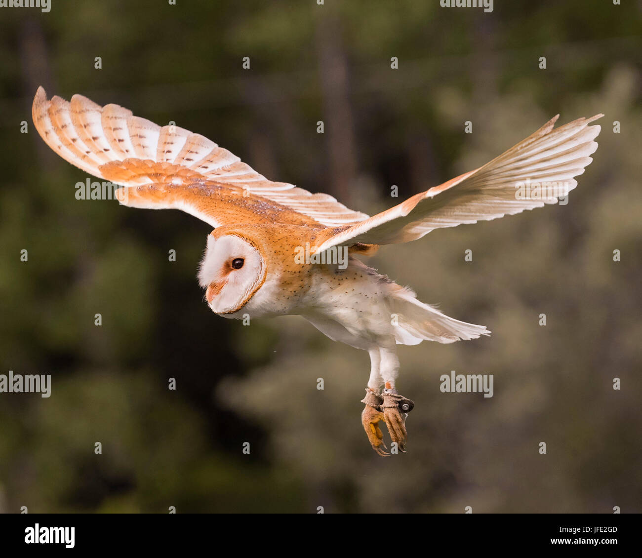 Baby barn owl learning to fly Stock Photo - Alamy