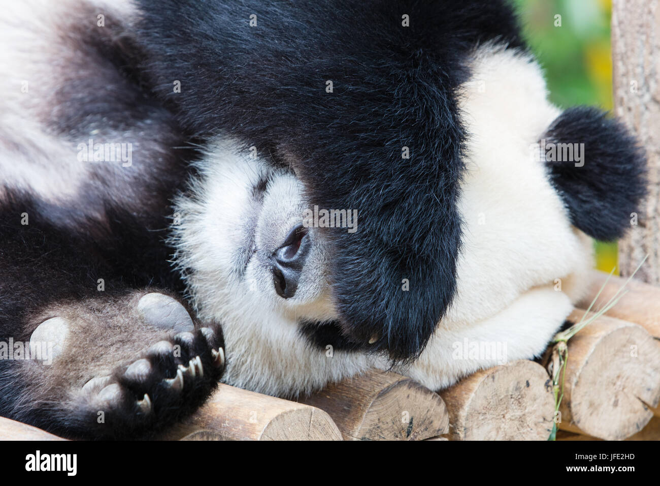 Giant Panda sleeping on wooden platform at the zoo Stock Photo - Alamy
