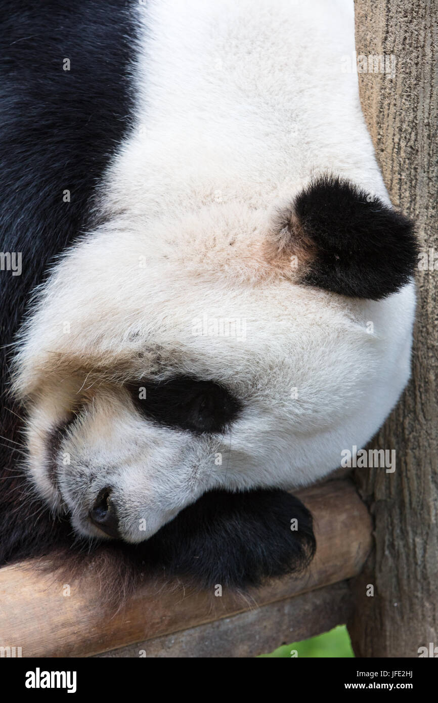 Giant Panda sleeping on wooden platform at the zoo Stock Photo - Alamy