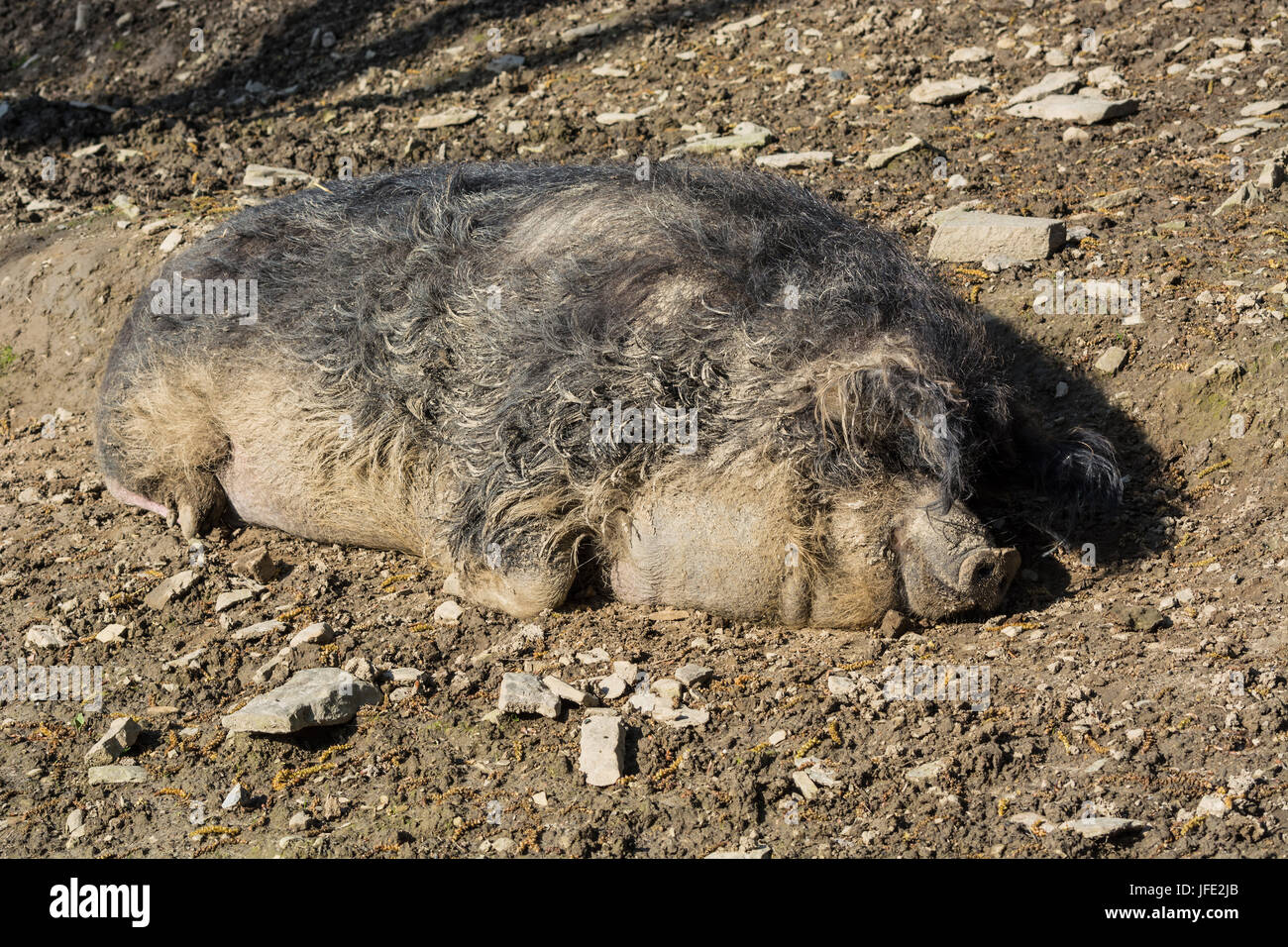 European wild boar in the mud Stock Photo - Alamy