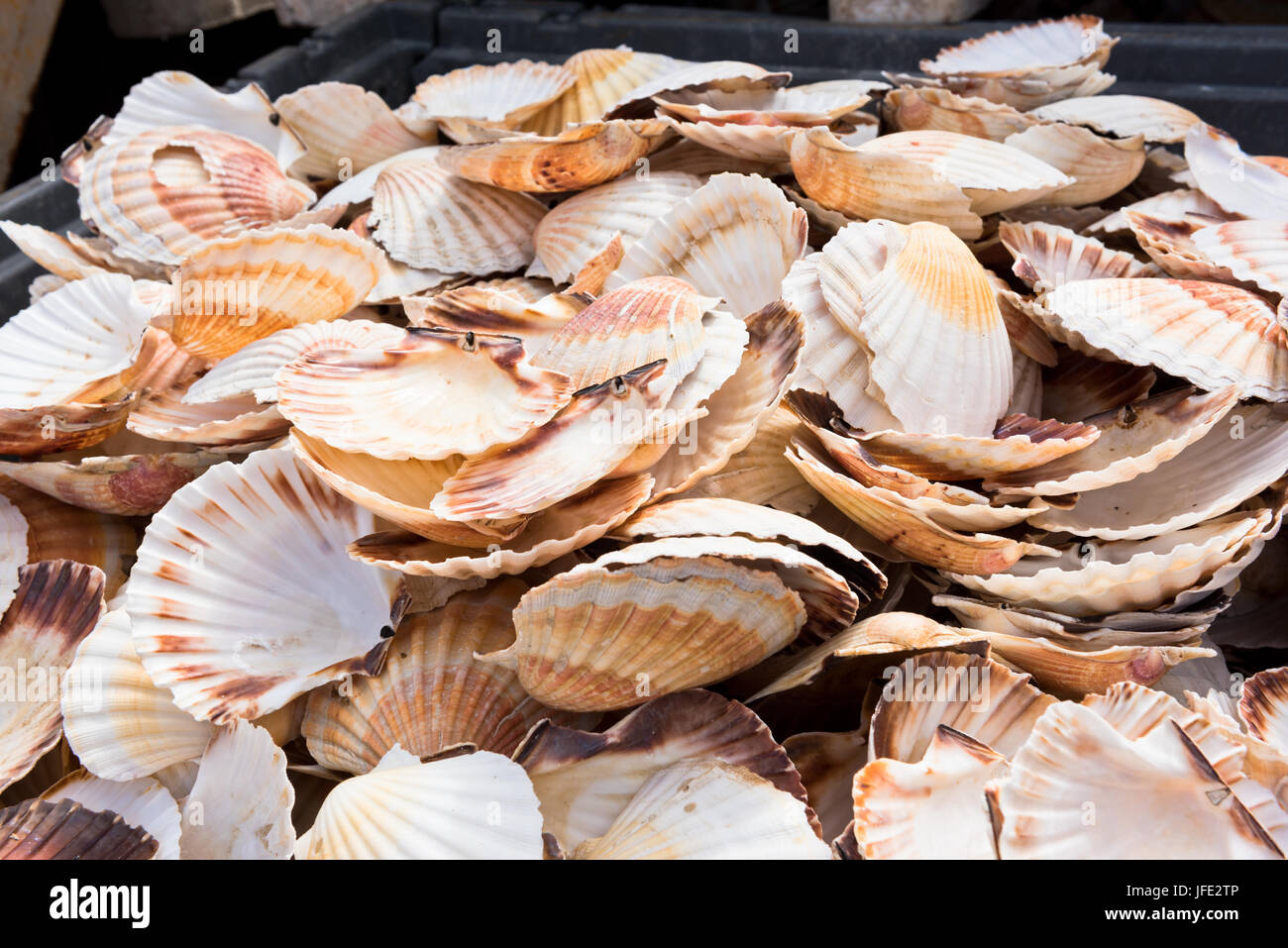 Heap of scallop shells as residuals in a metal container Stock Photo ...
