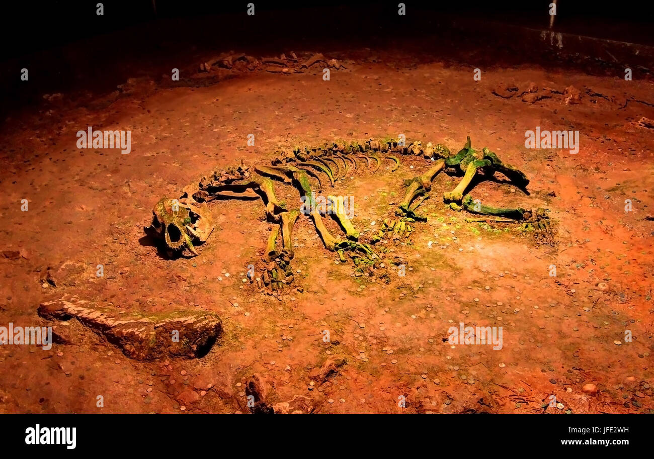 Cave bear ursus spelaeus hi-res stock photography and images - Alamy