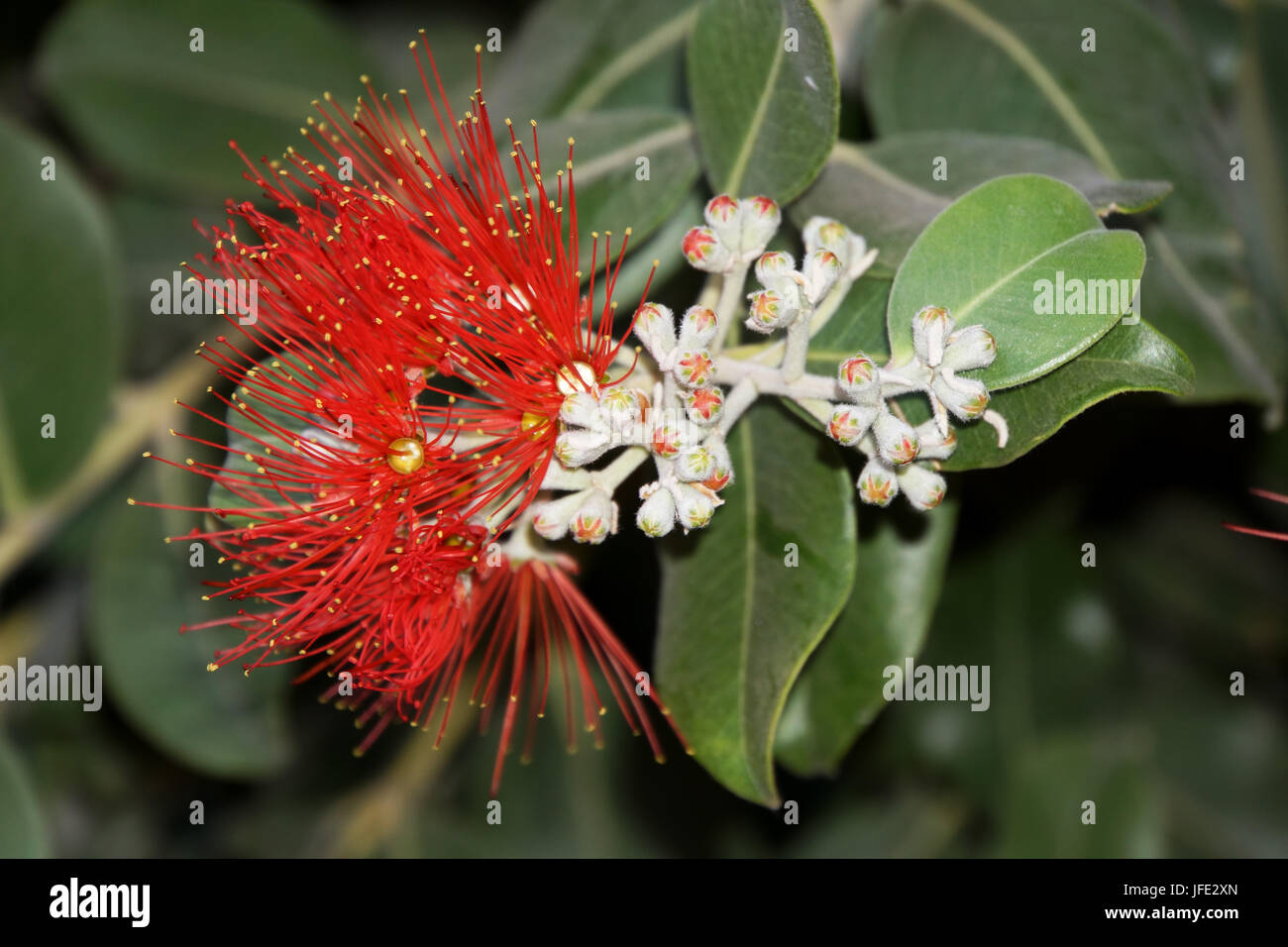 Metrosideros High Resolution Stock Photography and Images - Alamy