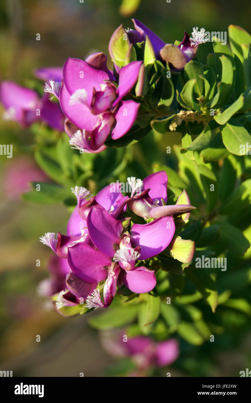 Myrtifolia Stock Photos & Myrtifolia Stock Images - Alamy