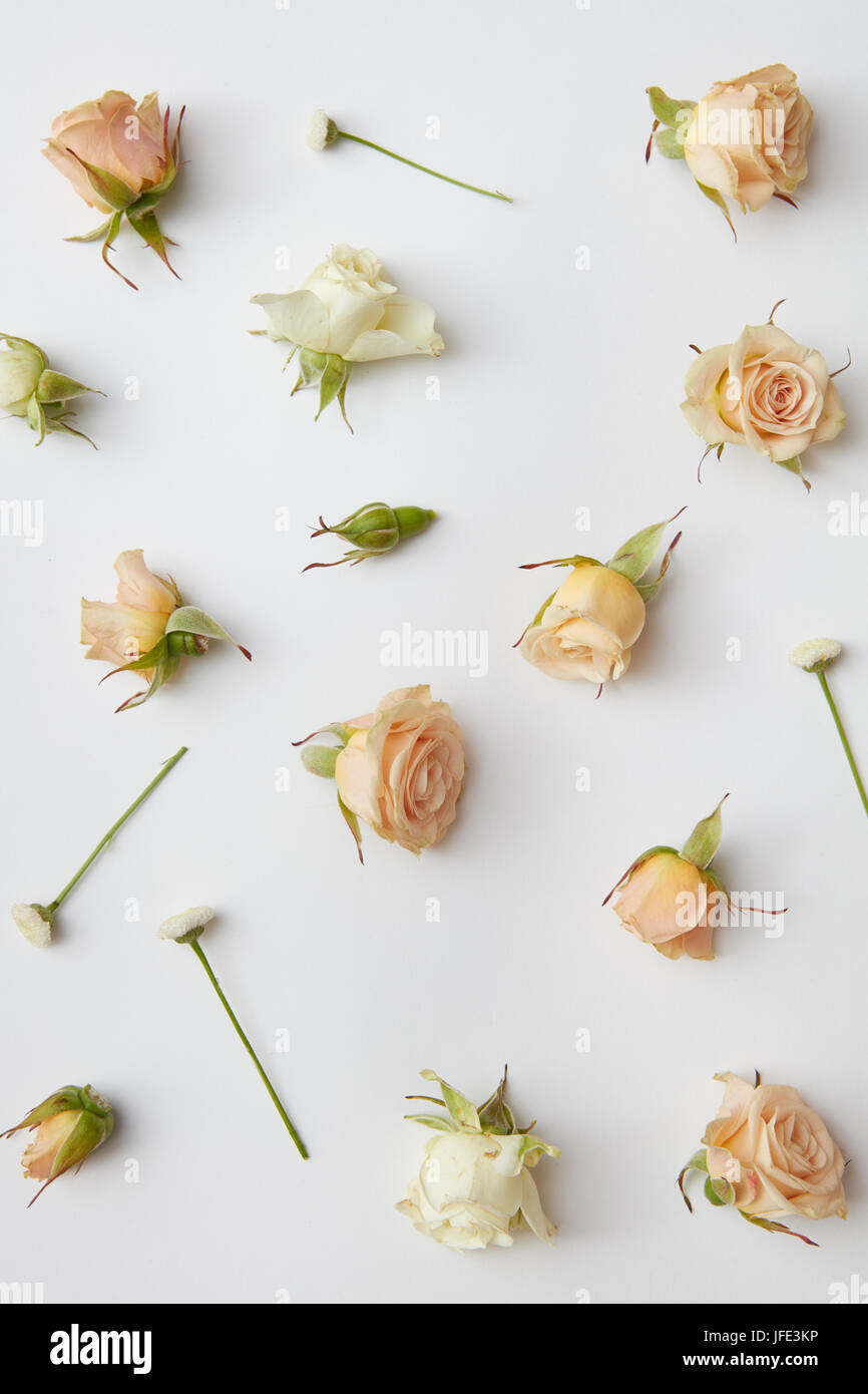 round frame of roses buds Stock Photo - Alamy