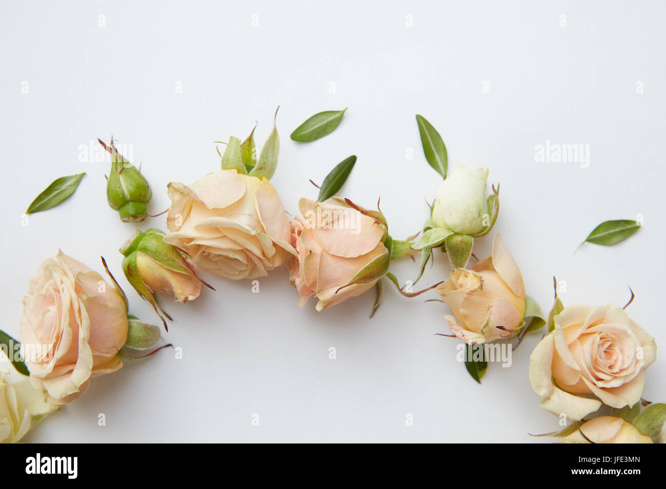 roses and leaves Stock Photo - Alamy