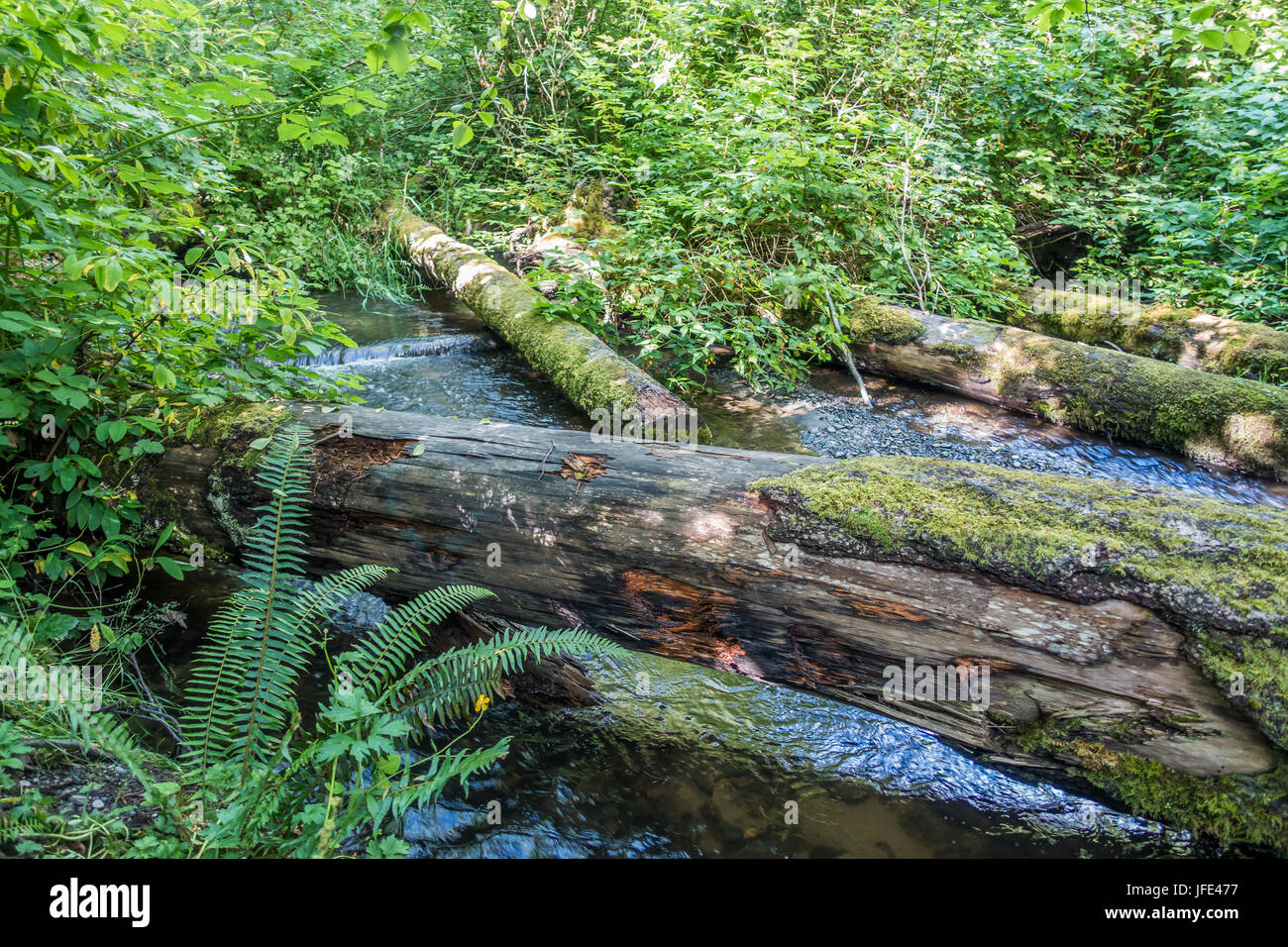 A view of decaying tree in a Pacific Northwest stream Stock Photo - Alamy