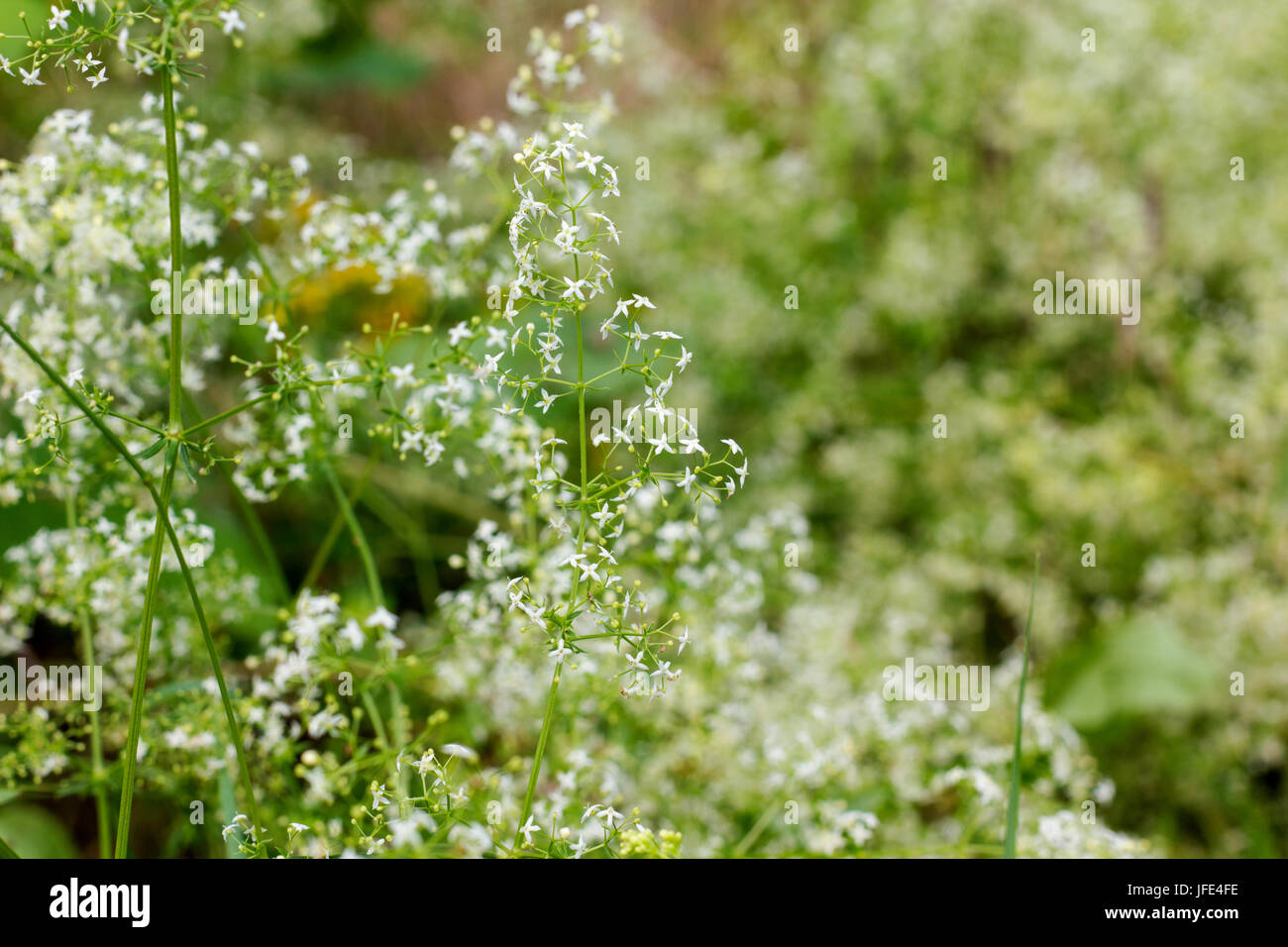 Madder plants hi-res stock photography and images - Alamy