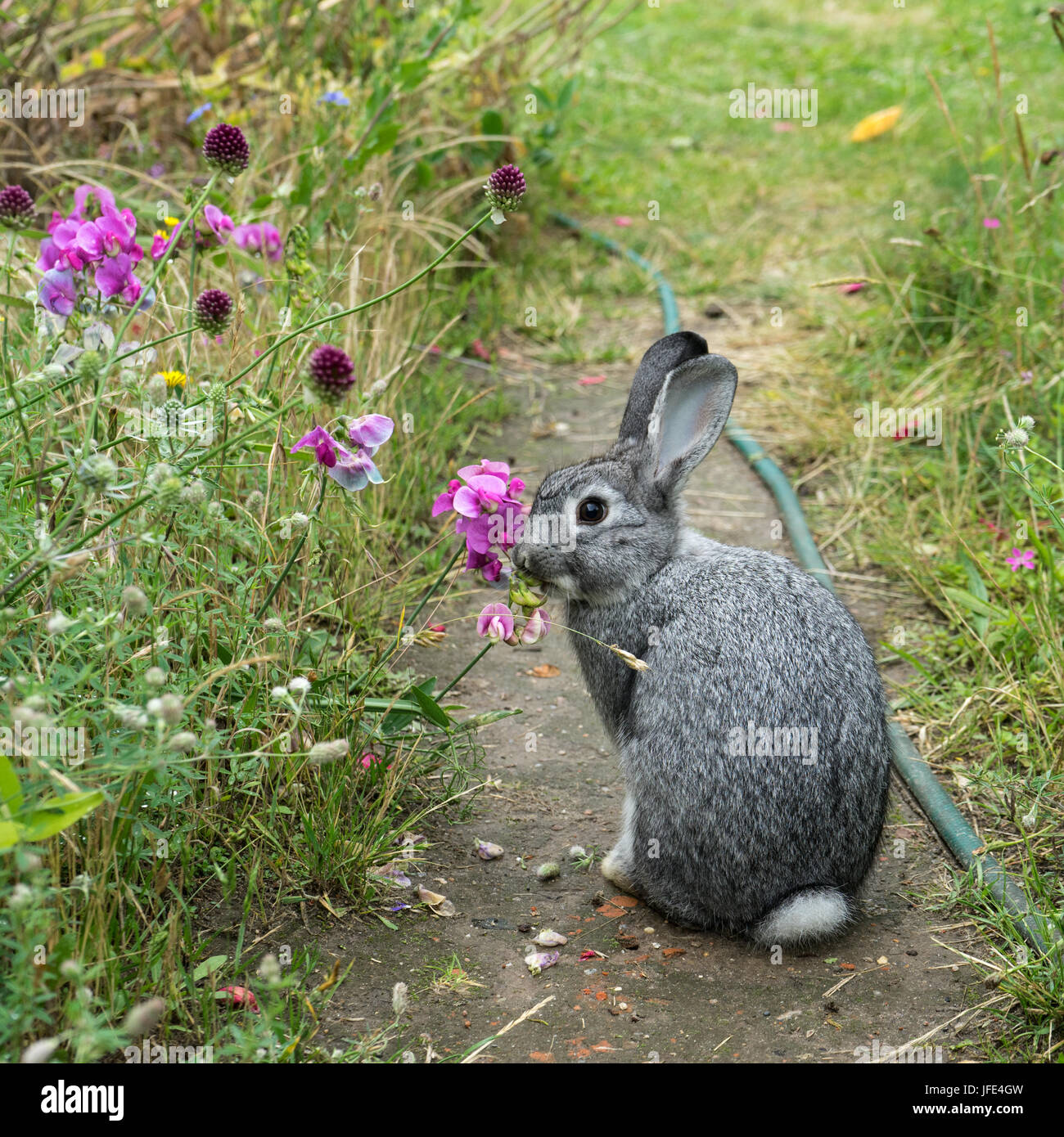 A gray rabbit sits in a garden Stock Photo - Alamy