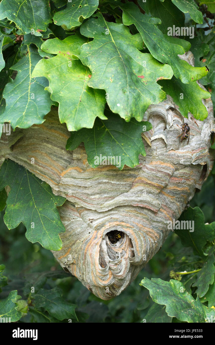 Active wasp nest suspended in an oak tree Stock Photo - Alamy