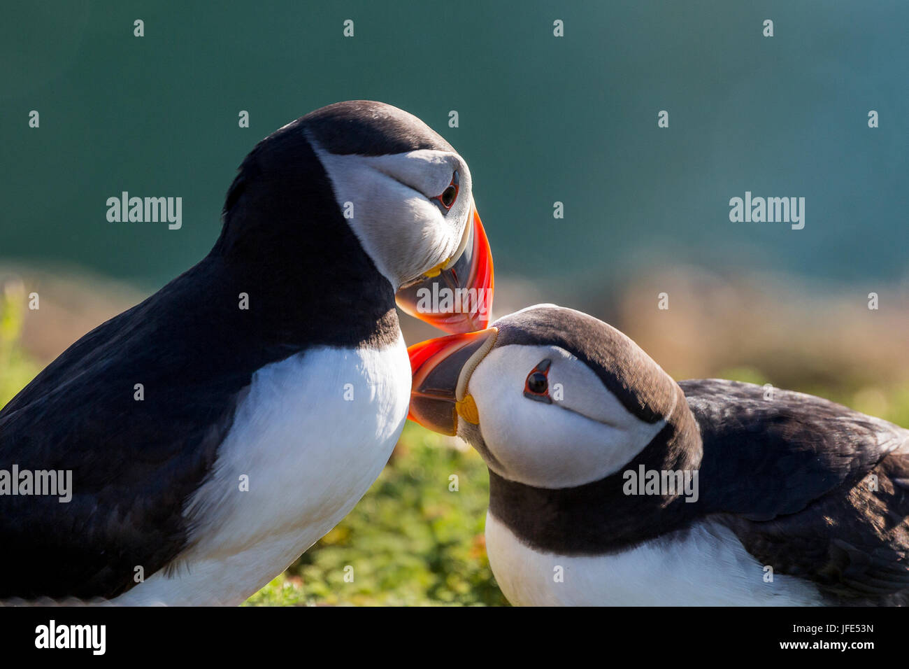 Puffin mating ritual hi-res stock photography and images - Alamy
