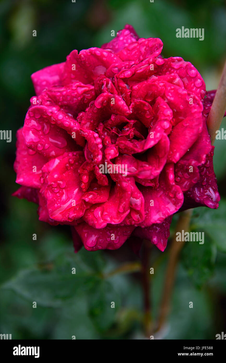 Friendship roses hi-res stock photography and images - Alamy