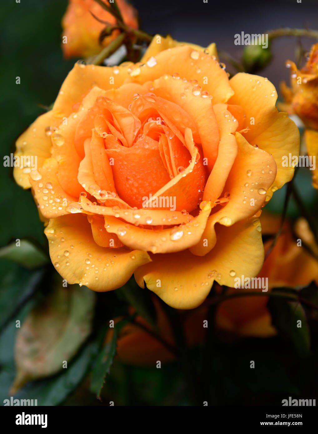 Friendship roses hi-res stock photography and images - Alamy